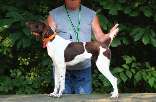 HUNTING DOGS FOR SALE - Gun dogs, Bird Dogs, Field Dogs and Sporting Dogs.