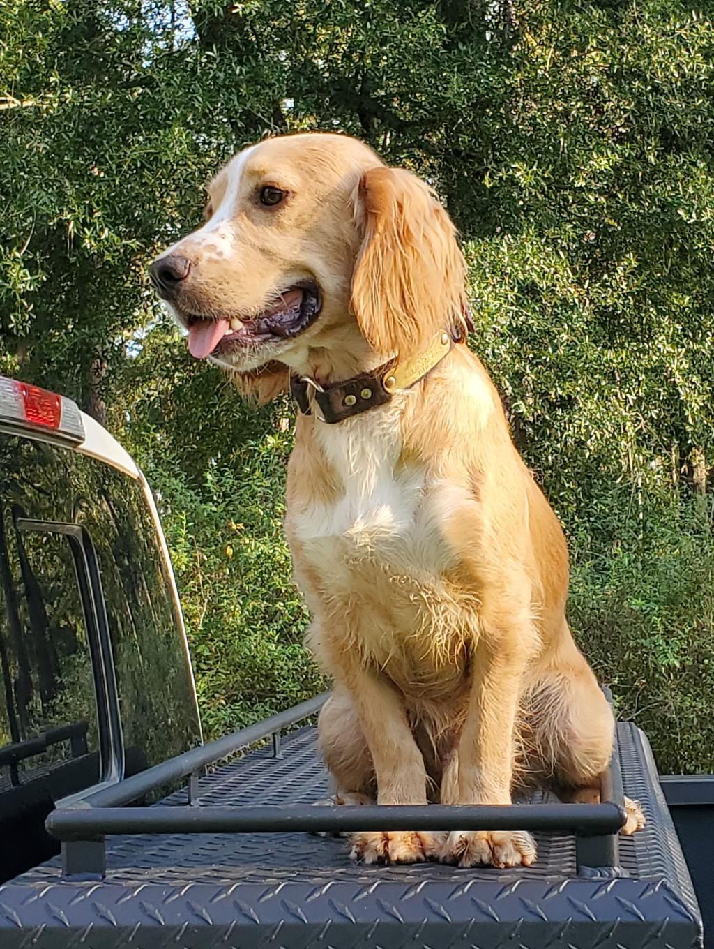Featured Gun Dog Ad of the Day