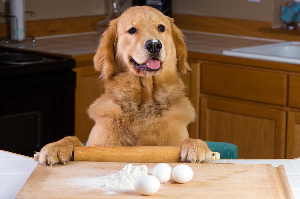Dog Names - Food
