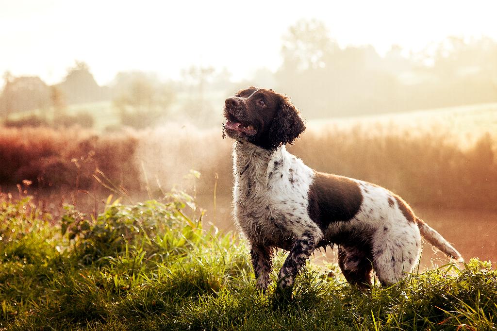 Your dogs temperature and heart rate