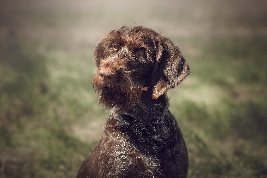 Causes, Symptoms and Treatment - Ear Infections