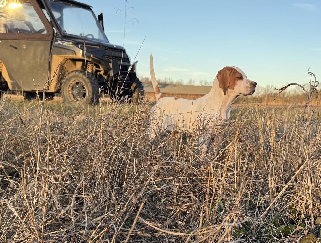 Featured Gun Dog Ad of the Day