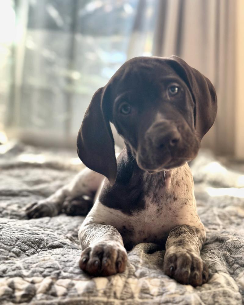 PHOENIX GERMAN SHORTHAIRED POINTERS