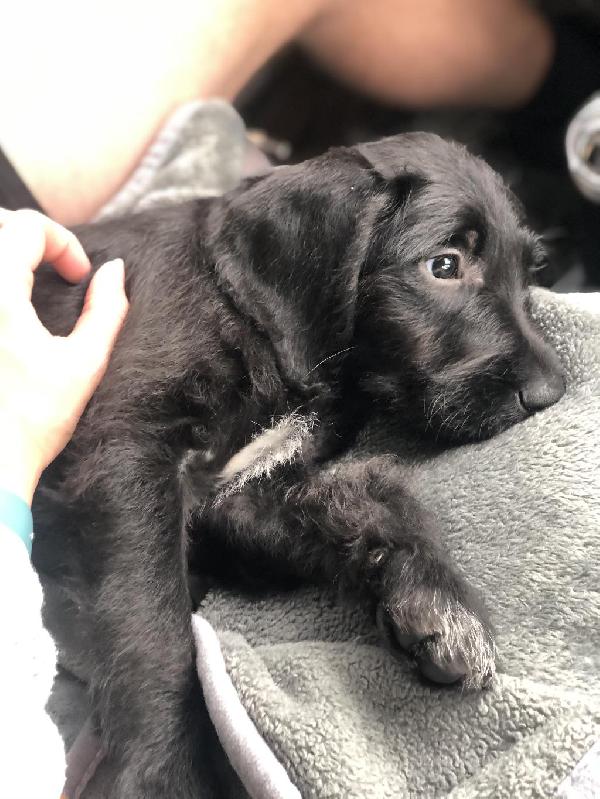 POODLE / GERMAN WIREHAIR F1