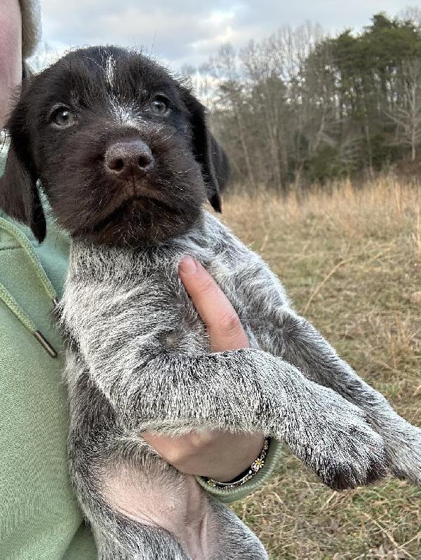 GWP SINGLETON FEMALE TENNESSEE