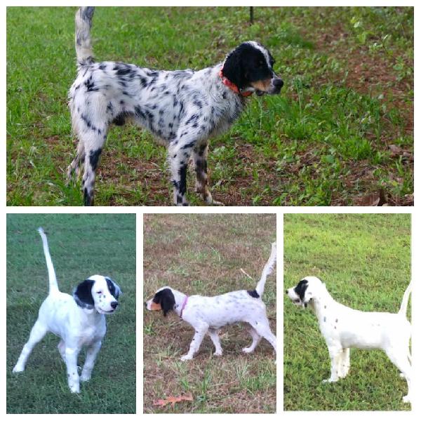 TOMOKA, GRID IRON AND SHADOW OAK BO BRED PUPS