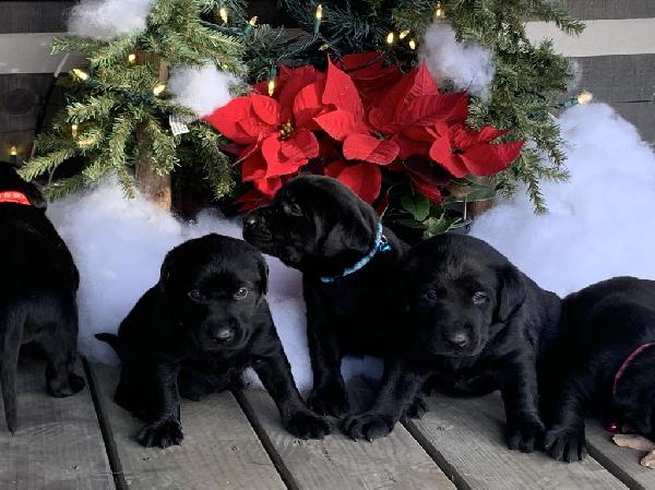 REGISTERED BLACK LAB LITTER
