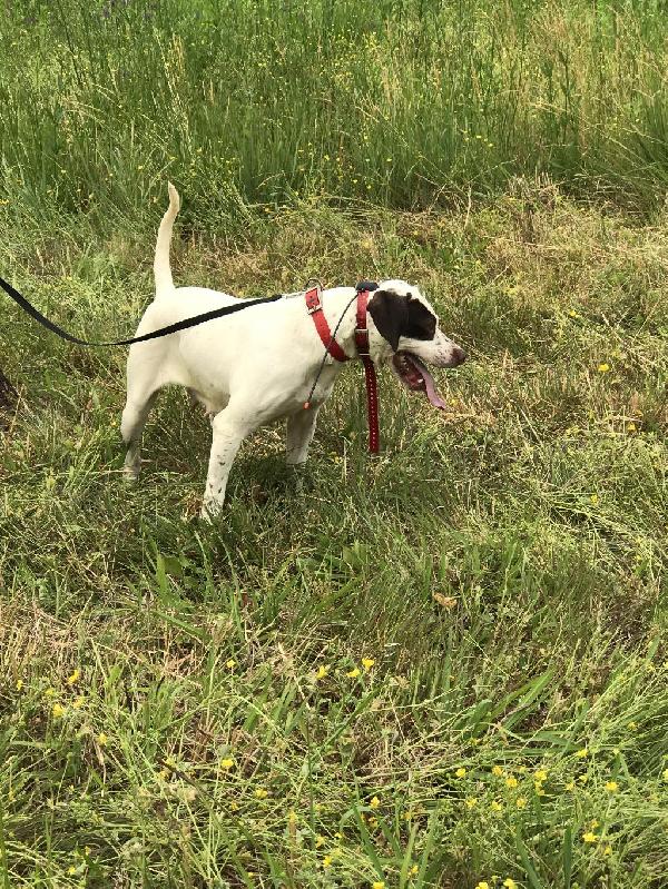 FEMALE ENGLISH POINTER
