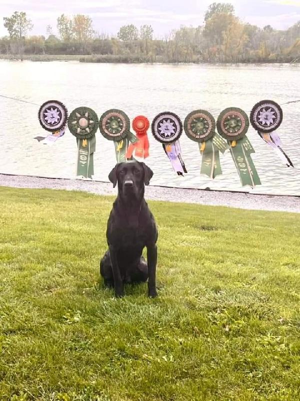 EXCELLENT HUNTING AND TEST/TRIAL LITTER