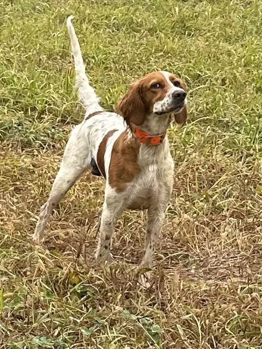 ENGLISH SETTER FEMALE