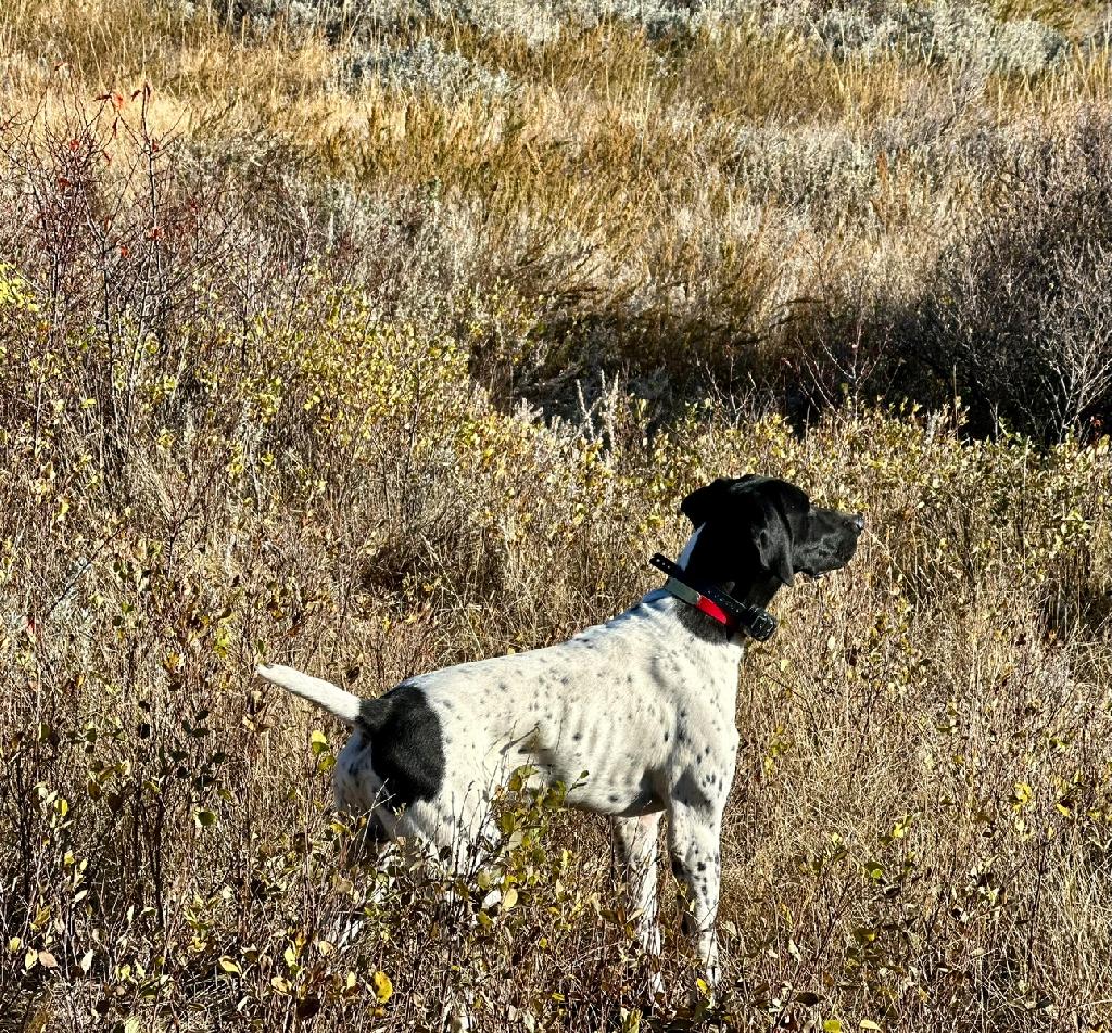 BULLET TRAINED MALE GSP