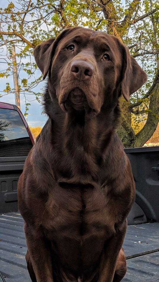 AKC CHOCOLATE LAB STUD