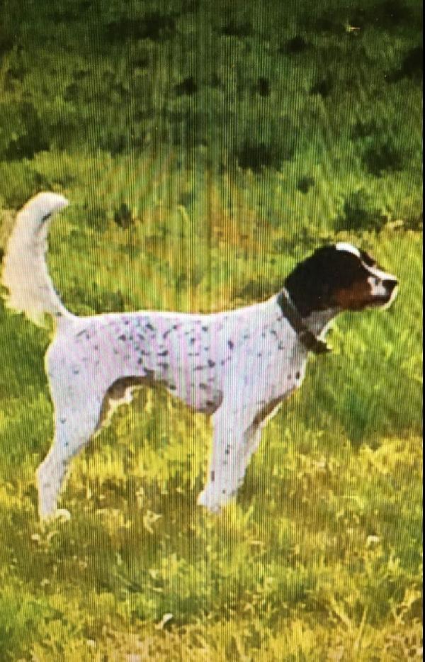 FINISHED ENGLISH SETTER SON OF SHADOW OAK BO