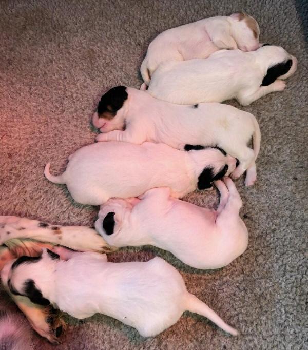 English Setter for sale