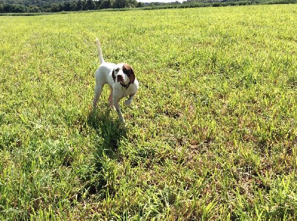 ENGLISH POINTER FEMALE