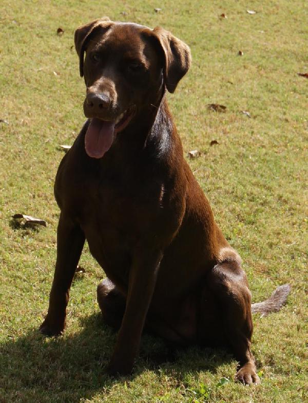 AKC CHOCOLATE LAB PUPPIES - EXCELLENT PEDIGRE