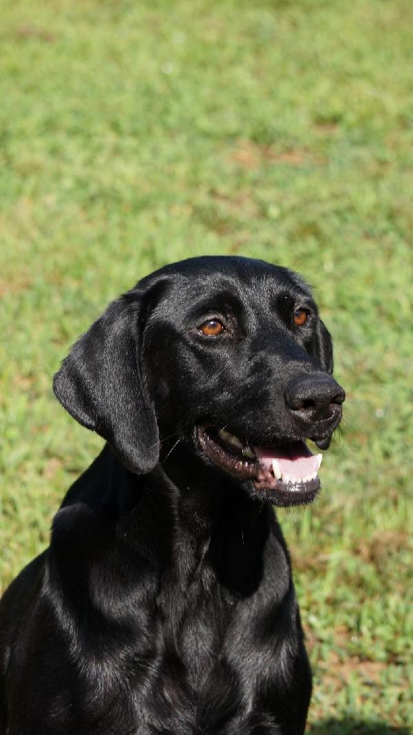 AKC/UKC BLACK LAB PUPS-EXCELLENT PEDIGREE