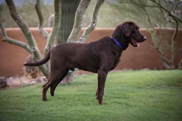 CHOCOLATE LABRADOR RETRIEVERS CHAMP LINES