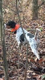English Setter
