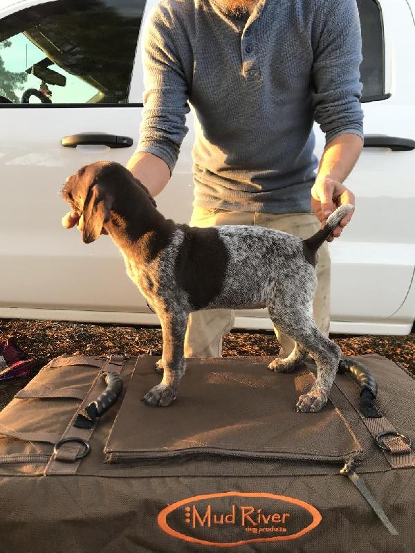 LIVER ROAN AND BLACK ROAN GSP PUPPIES