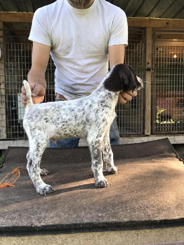 LIVER ROAN PUPS