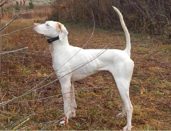 CHAMPION BRED POINTERS