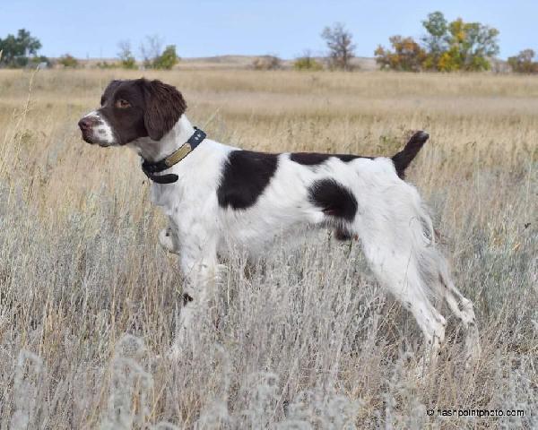 American Brittany - Puppies for Sale