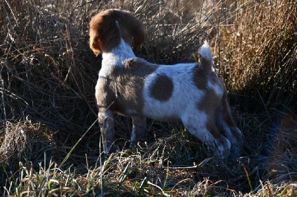 CLASSY BRITTANY PUP