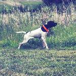 English Pointer