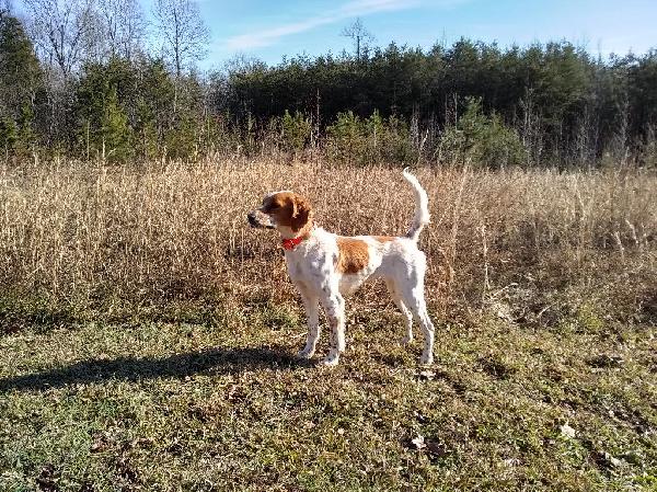 SHADOW OAK BO/ GRID IRON