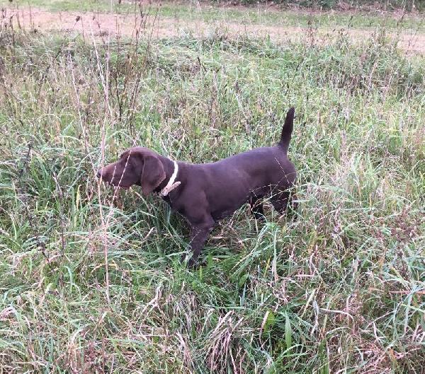 AKC GSP PUP - 4X NSTRA CHAMPION SIRE