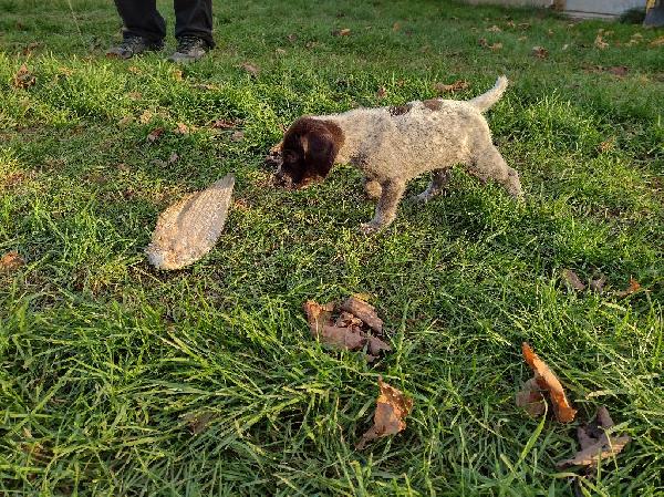 AKC GSP PUPS - CHAMPIONSHIP SIRED (MH & VC)
