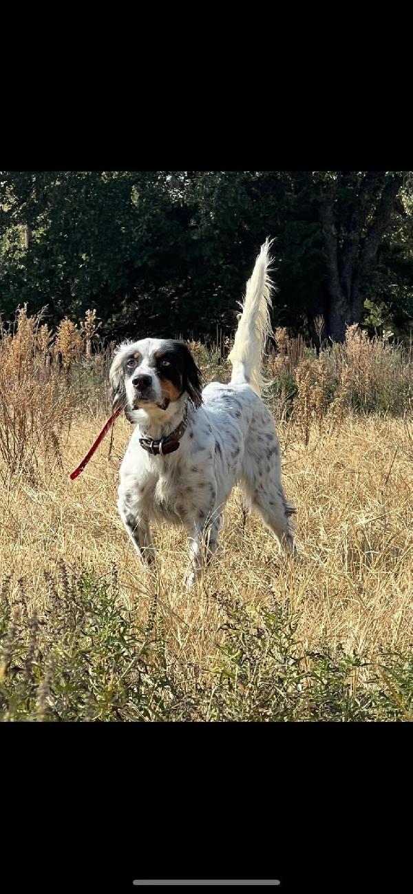 English Setter for sale