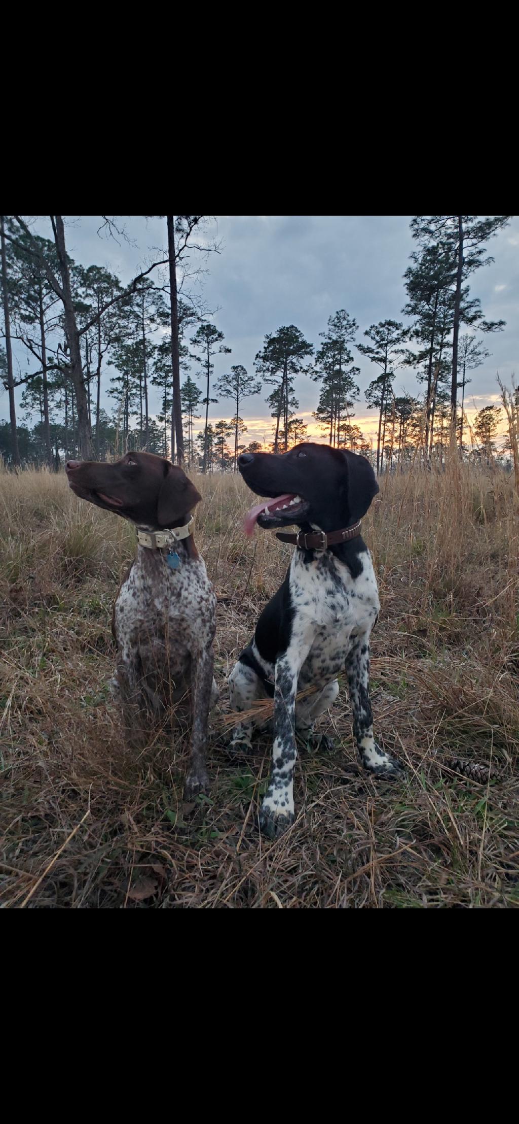 CHAMPION LINE GERMAN SHORTHAIRED POINTER PUPS