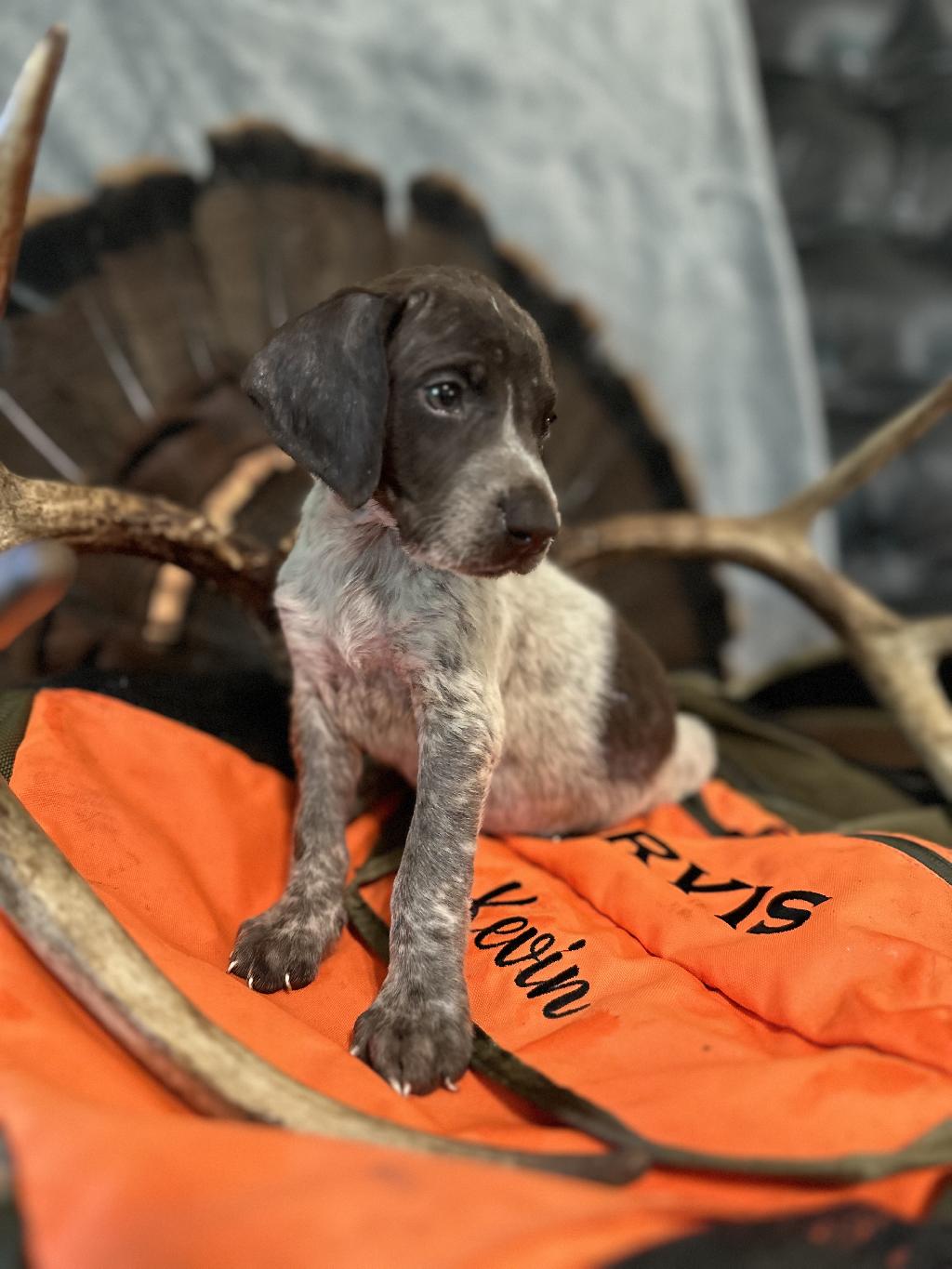 CHAMPION LINE GERMAN SHORTHAIRED POINTER PUPS