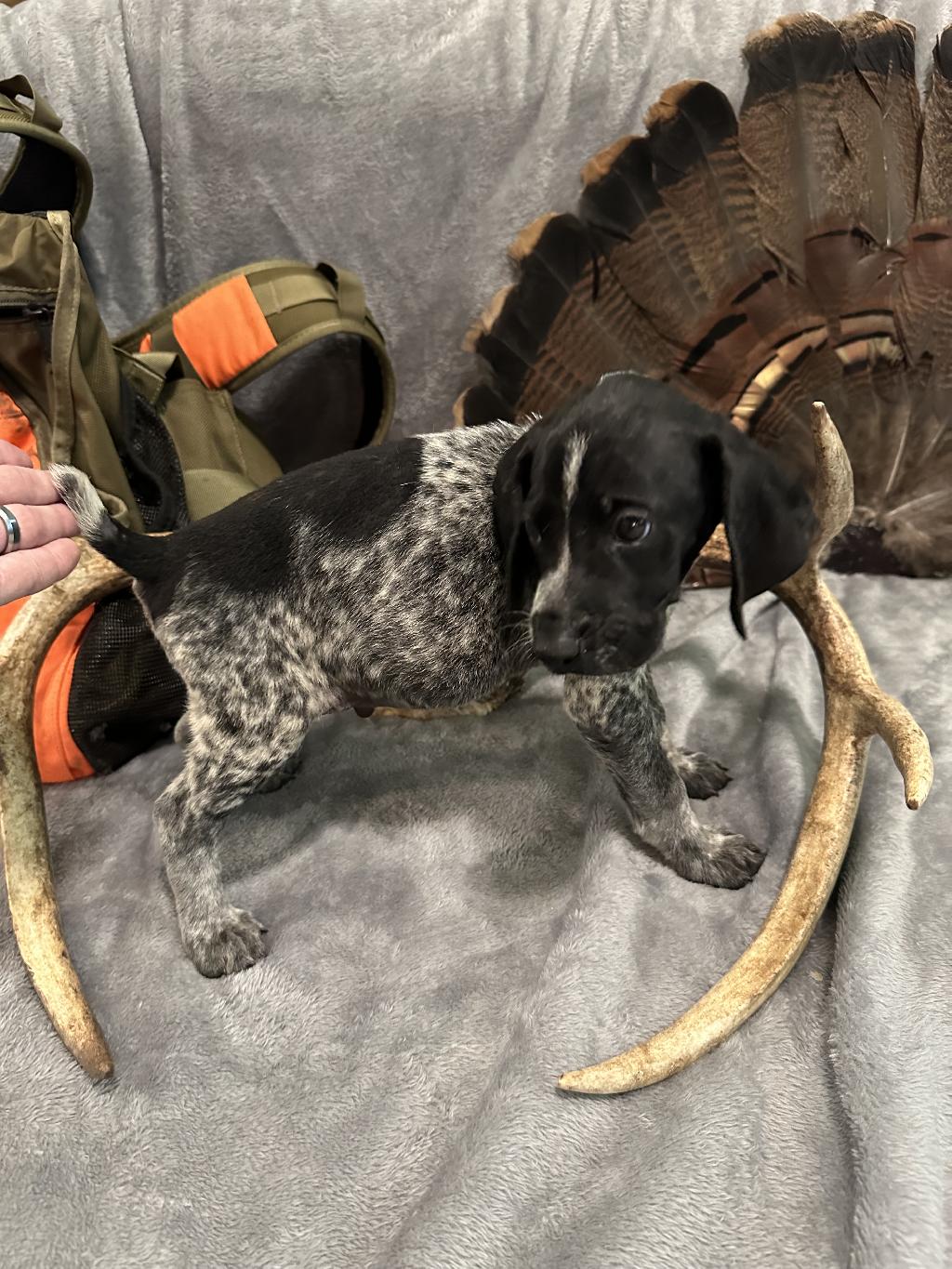 CHAMPION LINE GERMAN SHORTHAIRED POINTER PUPS