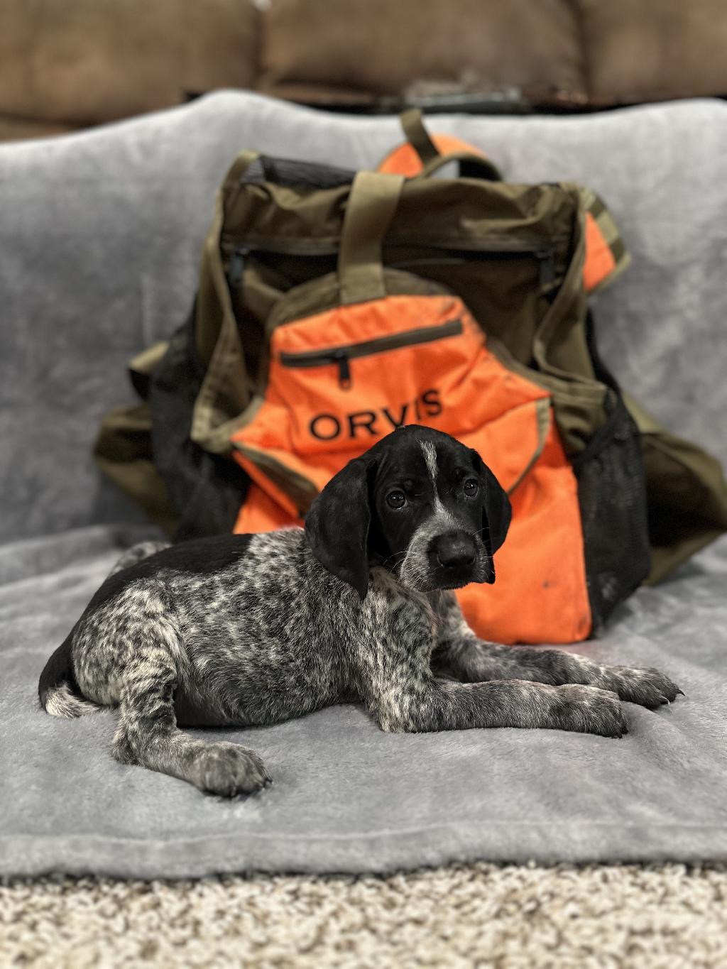 CHAMPION LINE GERMAN SHORTHAIRED POINTER PUPS