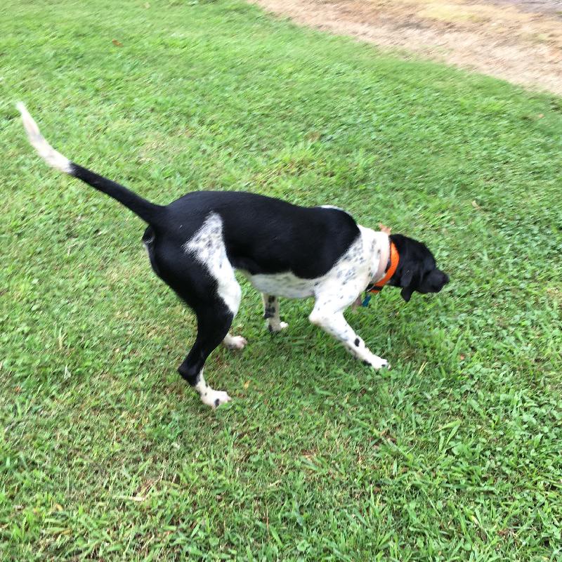 HUNTING DOGS FOR SALE - Gun dogs, Bird Dogs, Field Dogs and Sporting Dogs.