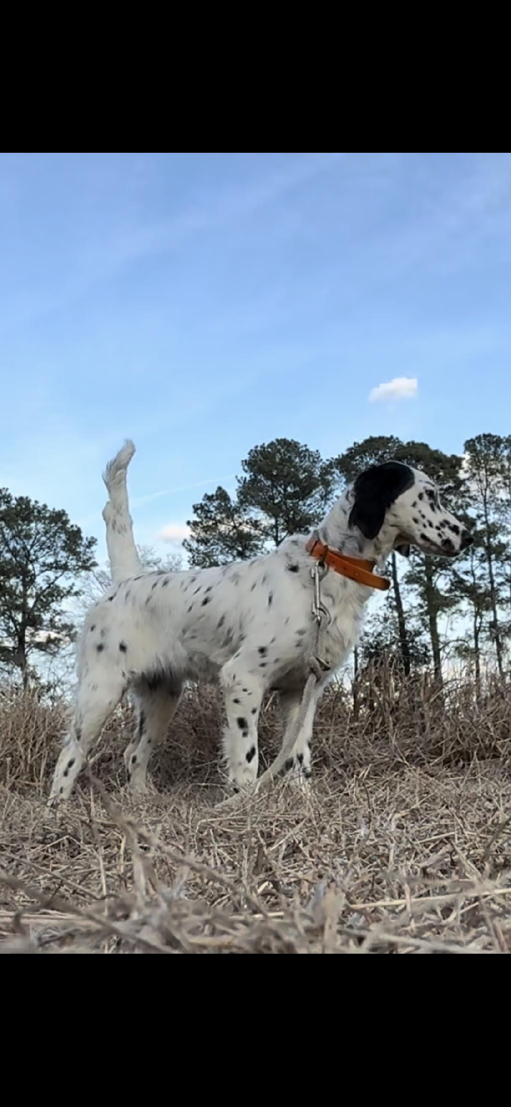 FEMALE SETTER