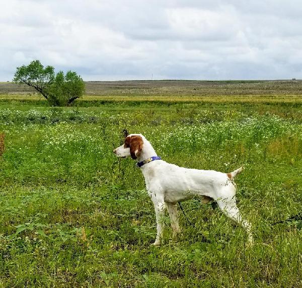 American Brittany - Started Dogs