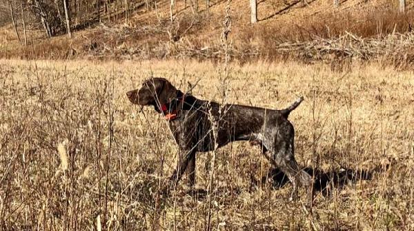 UP AND COMING YOUNG GSP MALE FOR STUD