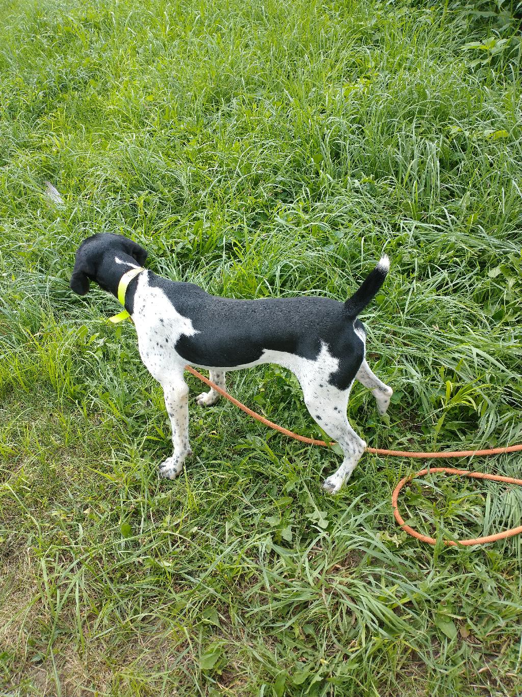 STARTED 6 MOUTH OLD MALE GSP FOR SALE