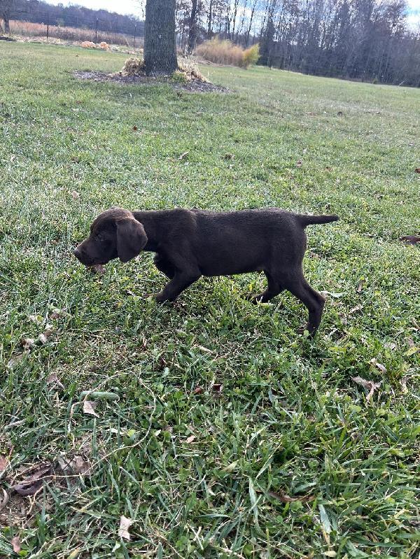 MALE LIVER GSP PUP FOR SALE