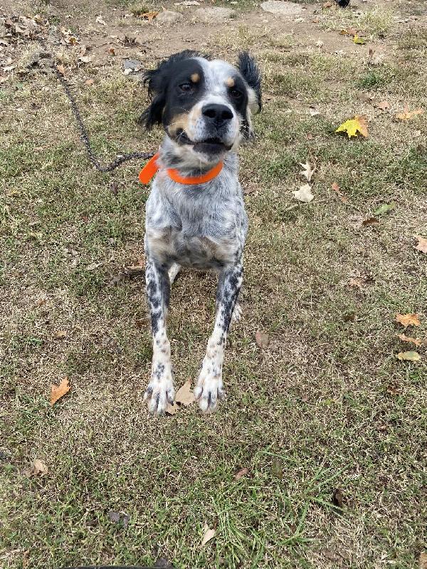 English Setter