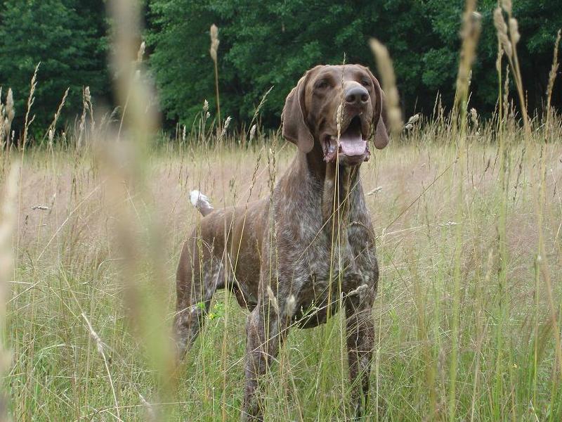 HUNTING DOGS FOR SALE - Gun dogs, Bird Dogs, Field Dogs and Sporting Dogs.
