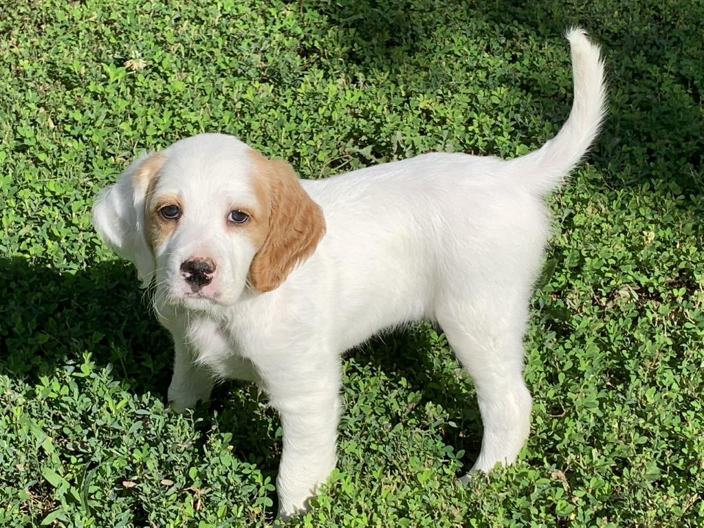 SHADOW OAK BO /FOGGY BOTTOM FRITZ BLOODLINE