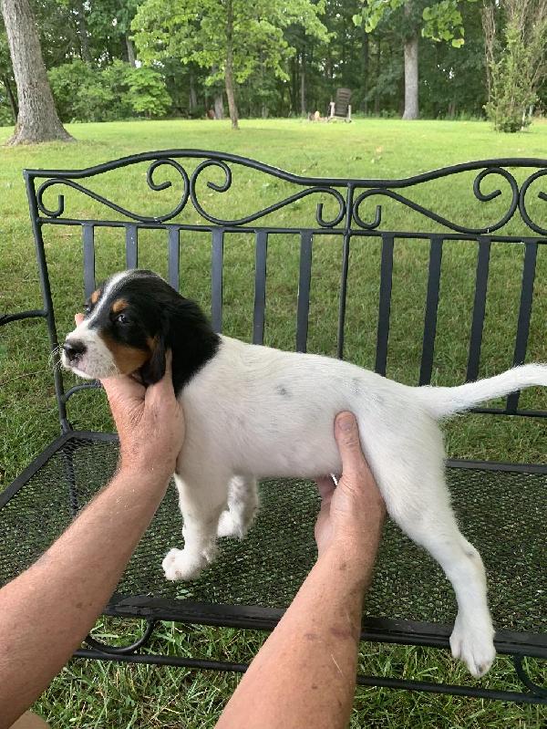 SHADOW OAK BO/FOGGY BOTTOM FRITZ BLOODLINE