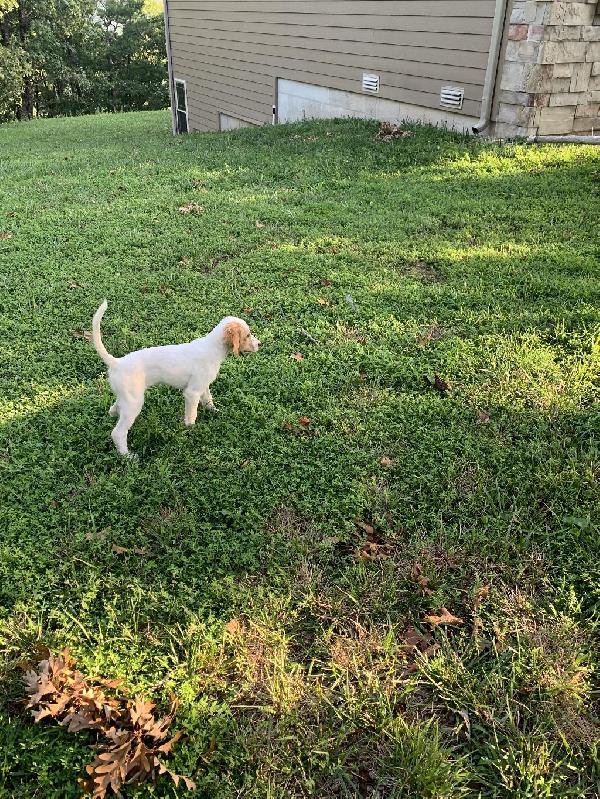 SHADOW OAK BO/ FOGGY BOTTOM FRITZ BLOODLINE