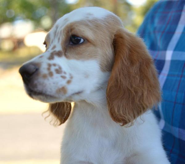 ENGLISH SETTER PUPPIES JETSETTER, SHADOW OAK,