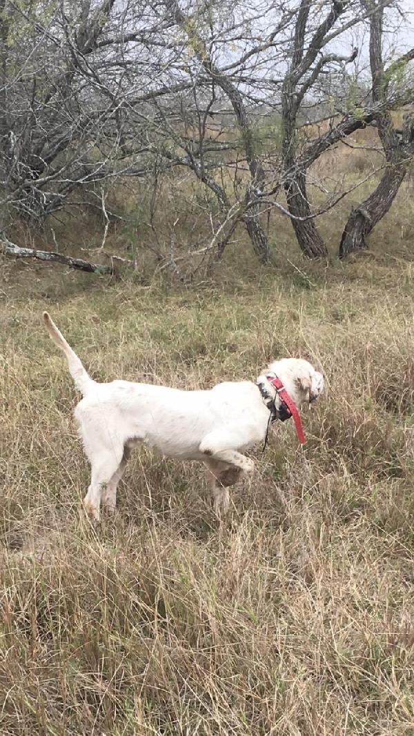 NATIONAL CHAMPION JOHNNY CROCKETT SON